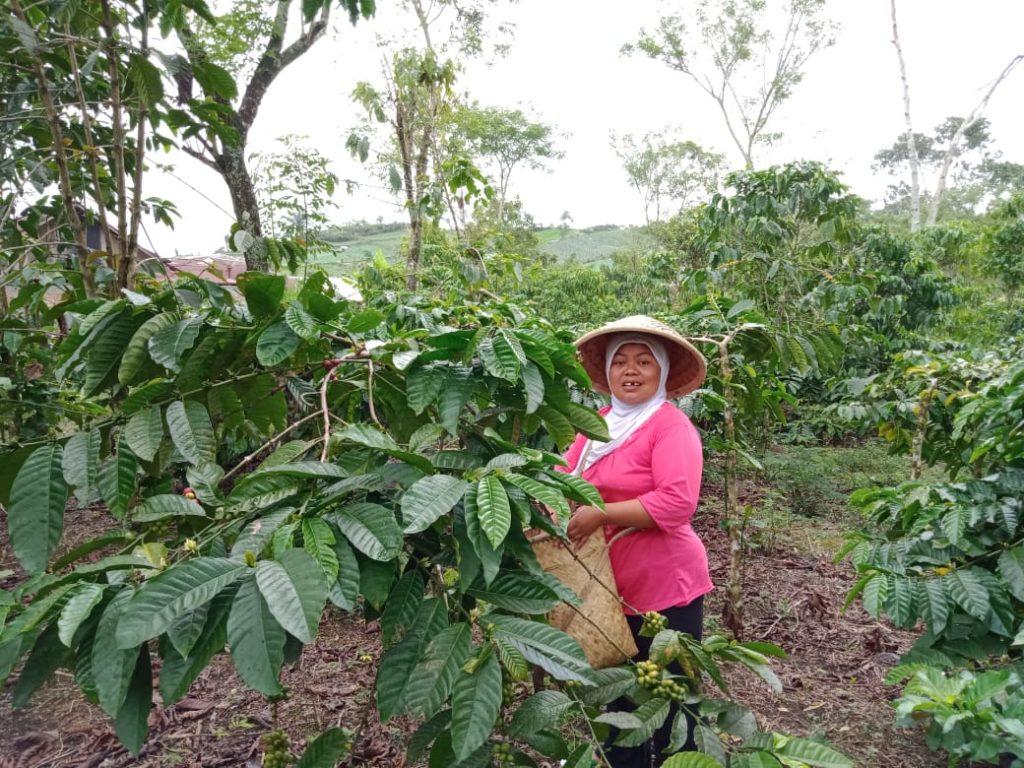Ancaman Bertanam Kopi Monokultur di Kawasan TNKS - Bincang Perempuan